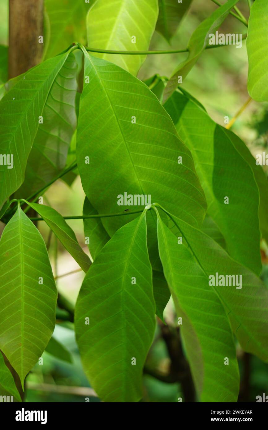 Hevea brasiliensis (Also called Para rubber tree, sharinga tree ...