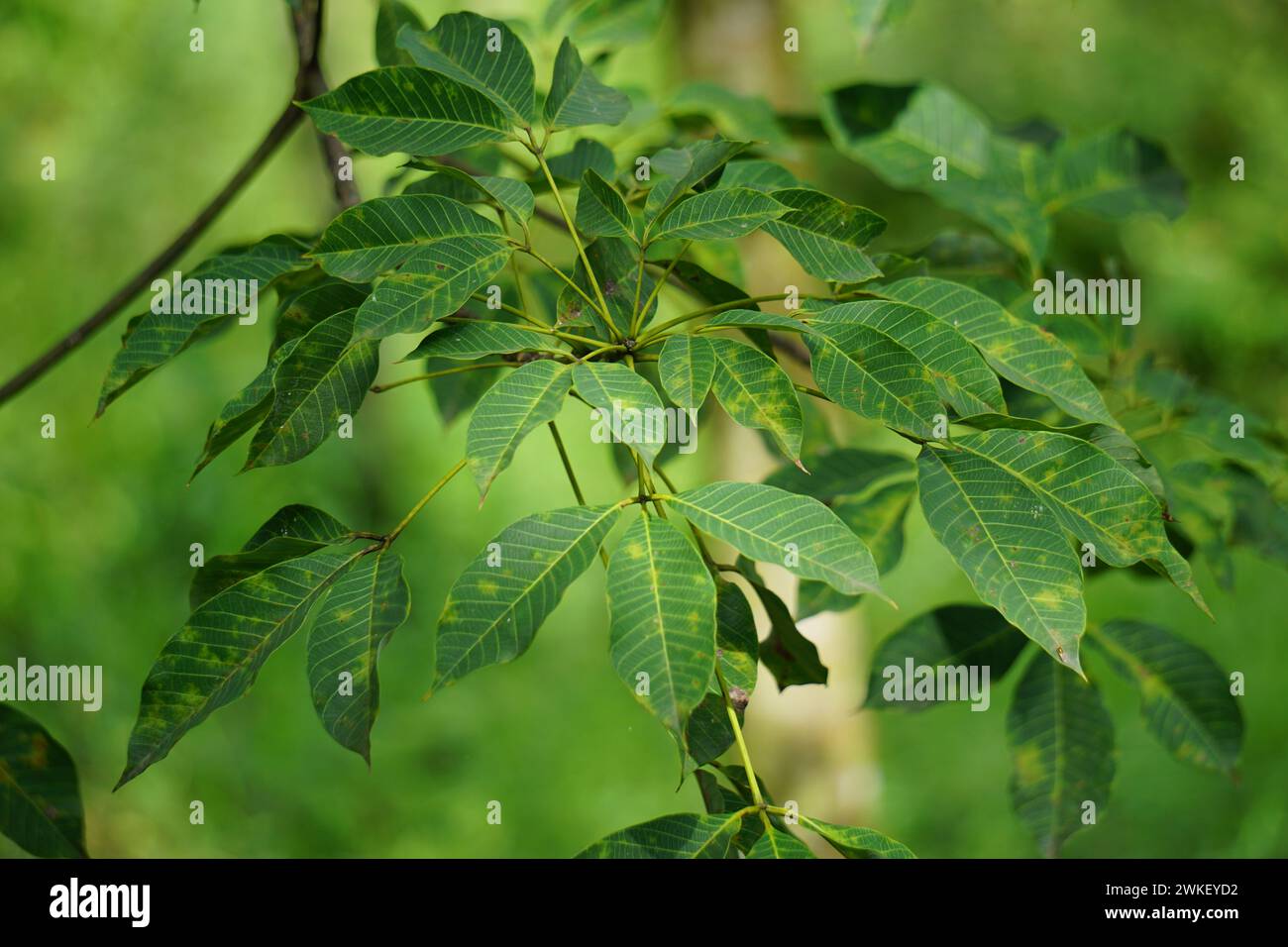 Hevea brasiliensis (Also called Para rubber tree, sharinga tree ...