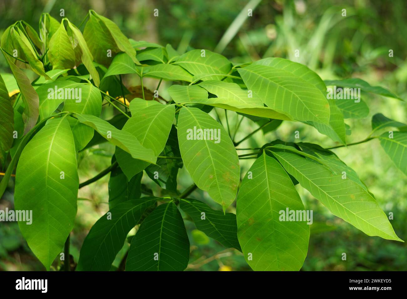 Hevea brasiliensis (Also called Para rubber tree, sharinga tree ...