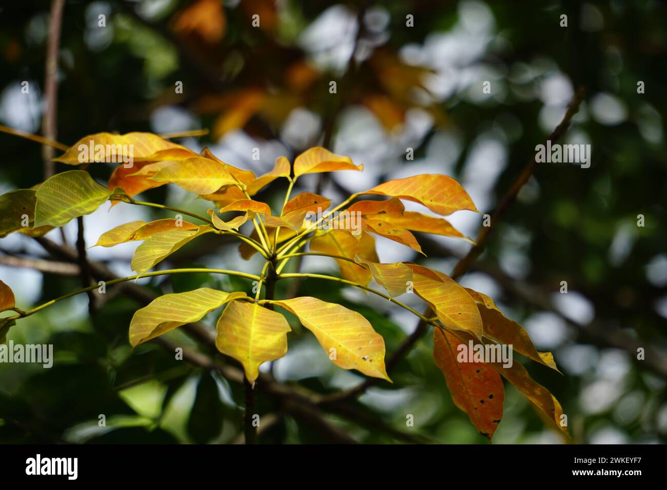 Hevea brasiliensis (Also called Para rubber tree, sharinga tree ...