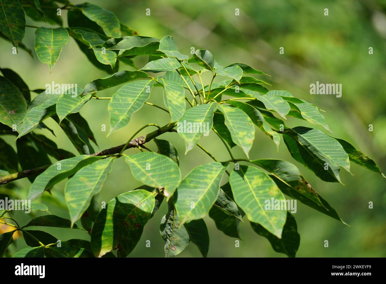 Hevea brasiliensis (Also called Para rubber tree, sharinga tree ...
