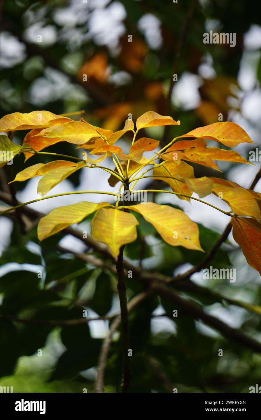 Hevea brasiliensis (Also called Para rubber tree, sharinga tree ...