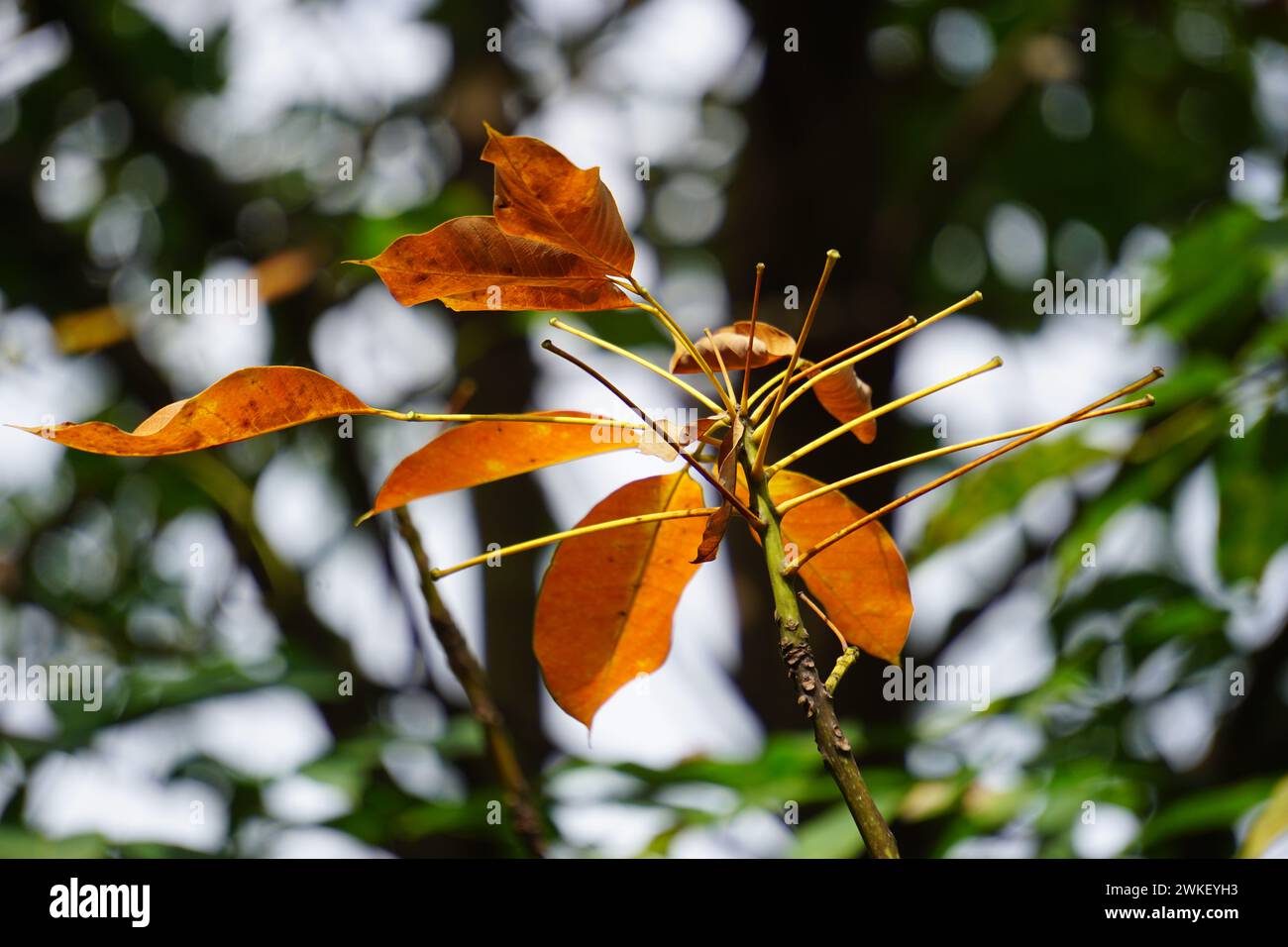 Hevea brasiliensis (Also called Para rubber tree, sharinga tree ...