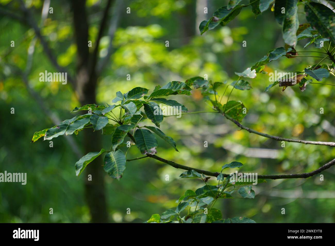 Hevea brasiliensis (Also called Para rubber tree, sharinga tree ...