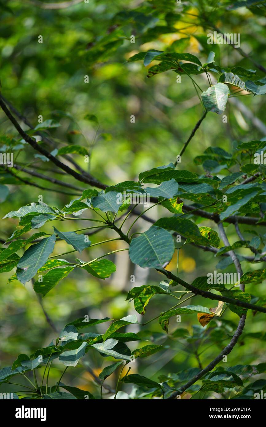 Hevea brasiliensis (Also called Para rubber tree, sharinga tree ...
