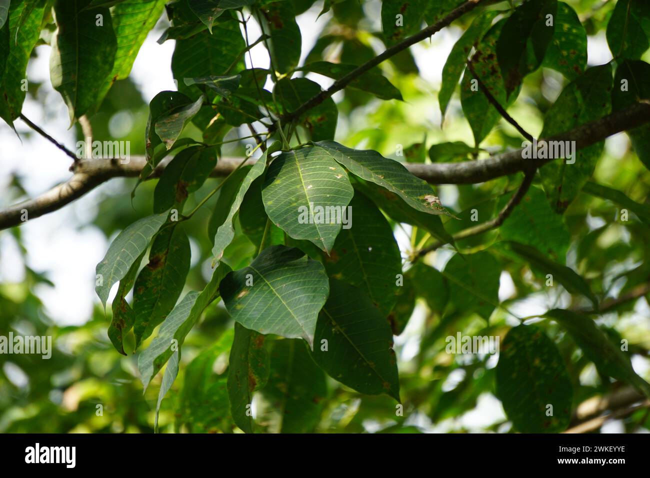 Hevea brasiliensis (Also called Para rubber tree, sharinga tree ...