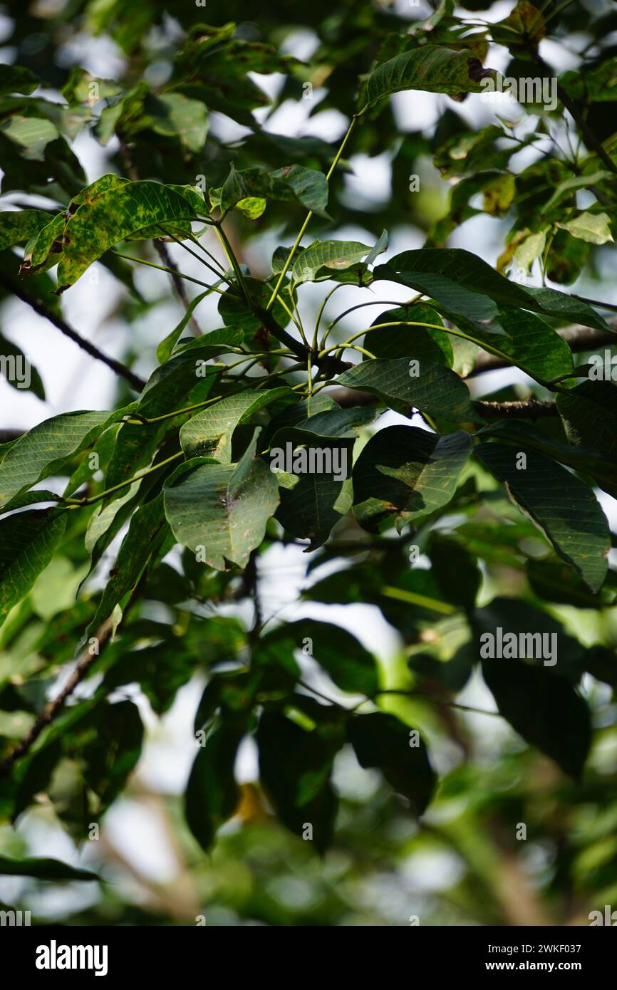 Hevea brasiliensis (Also called Para rubber tree, sharinga tree ...