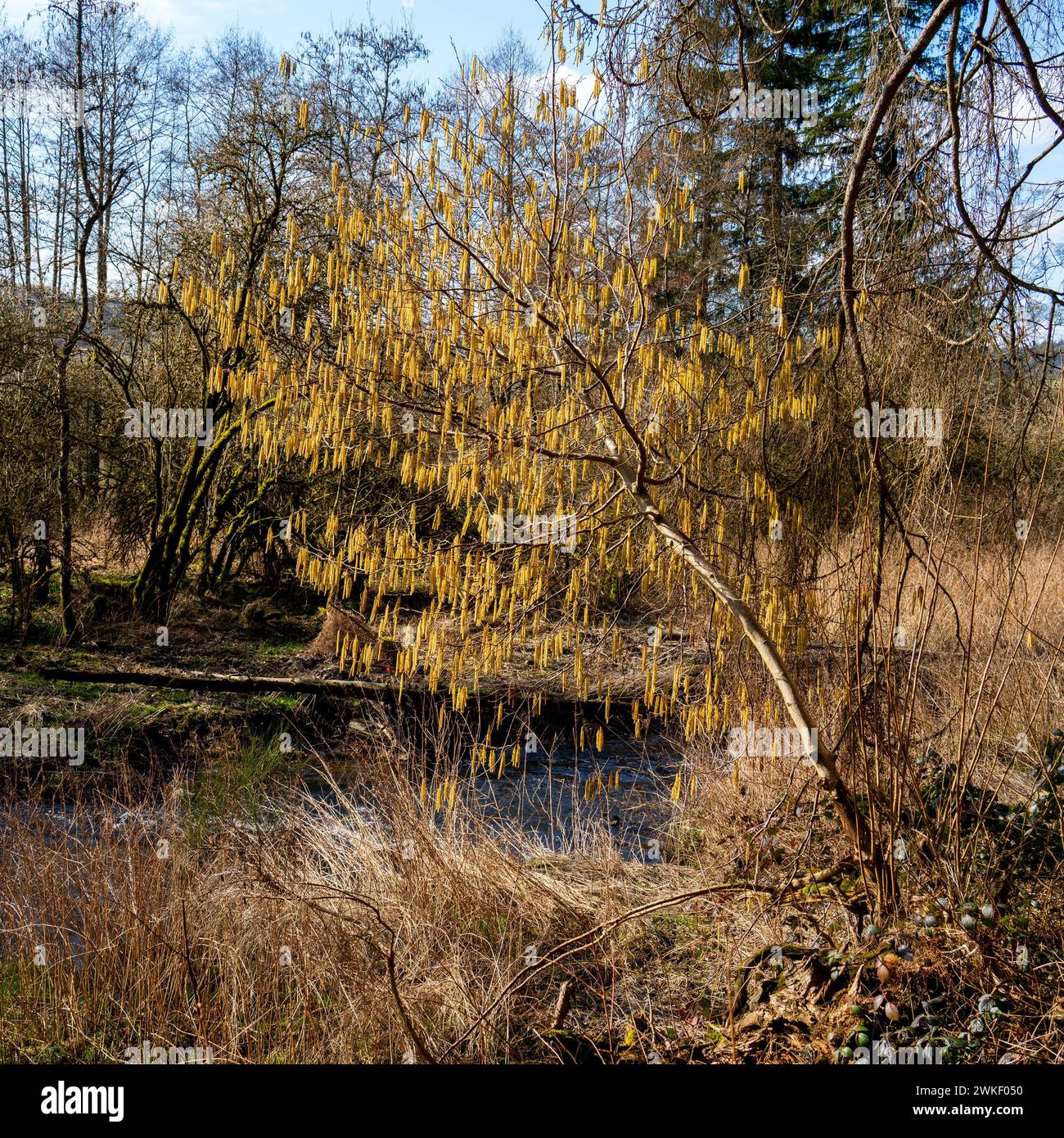 Corylus avellana pollen hi-res stock photography and images - Alamy