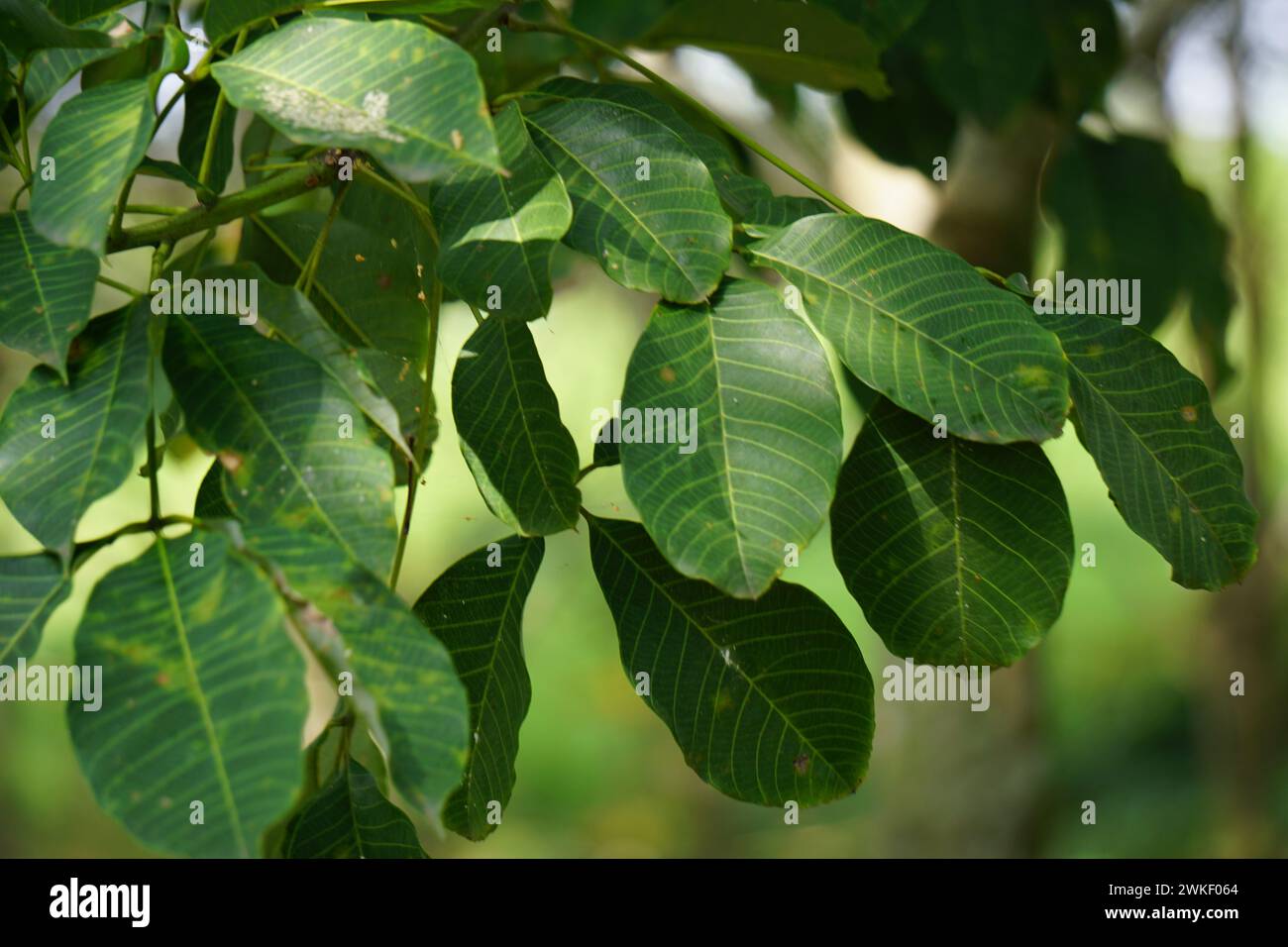 Hevea brasiliensis (Also called Para rubber tree, sharinga tree ...