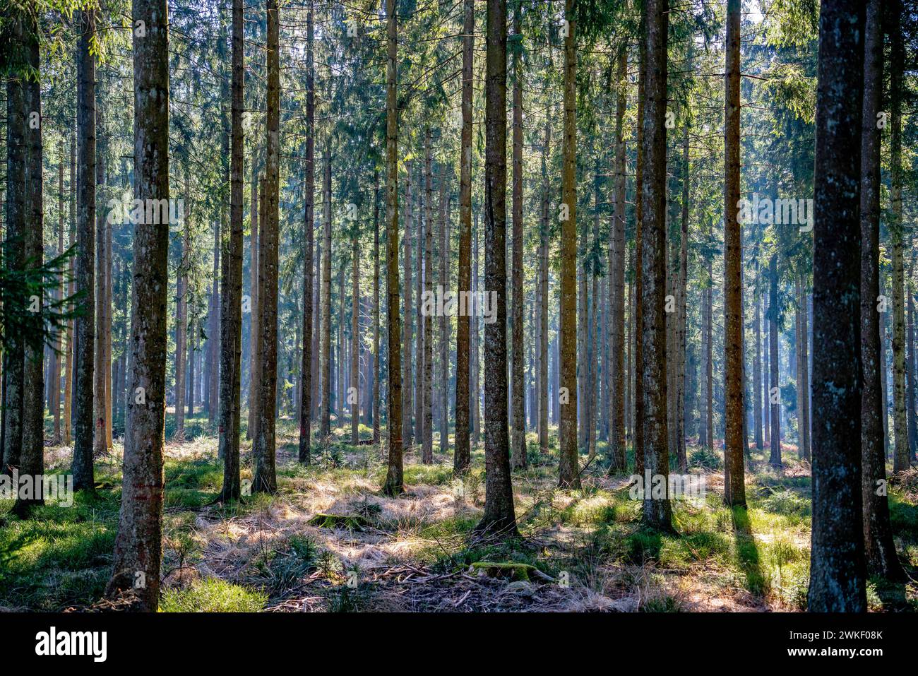 Multiple pine trees hi-res stock photography and images - Alamy