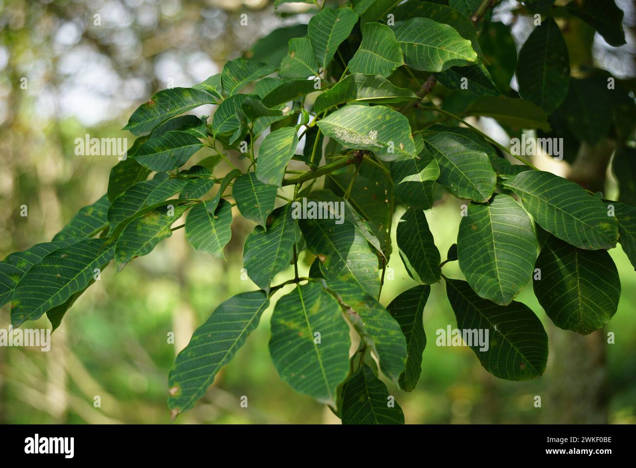 Hevea brasiliensis (Also called Para rubber tree, sharinga tree ...
