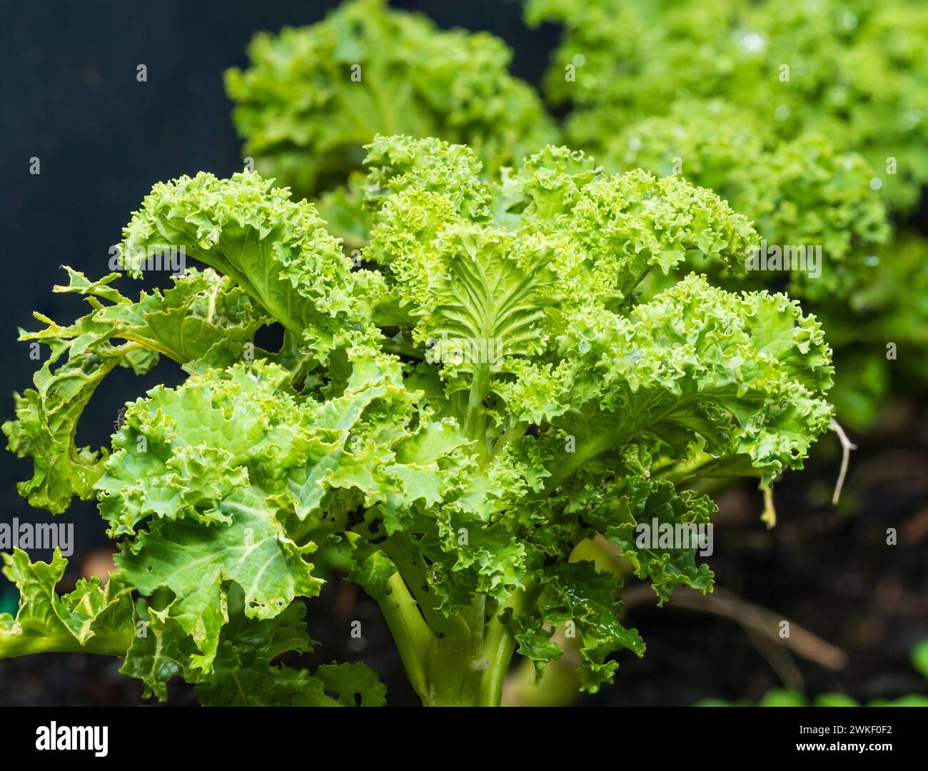 Crinkled leaves of the hardy biennial vegetable, curly kale, Brassica ...