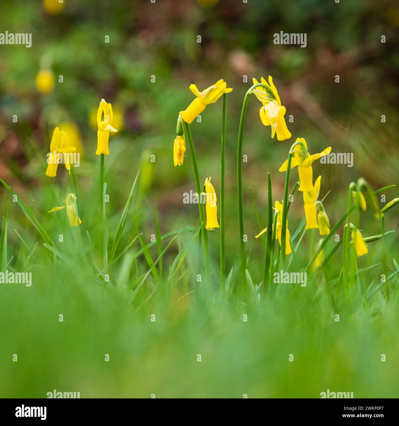 Yellow flowers with reflexed petals of the miniature, late winter to ...