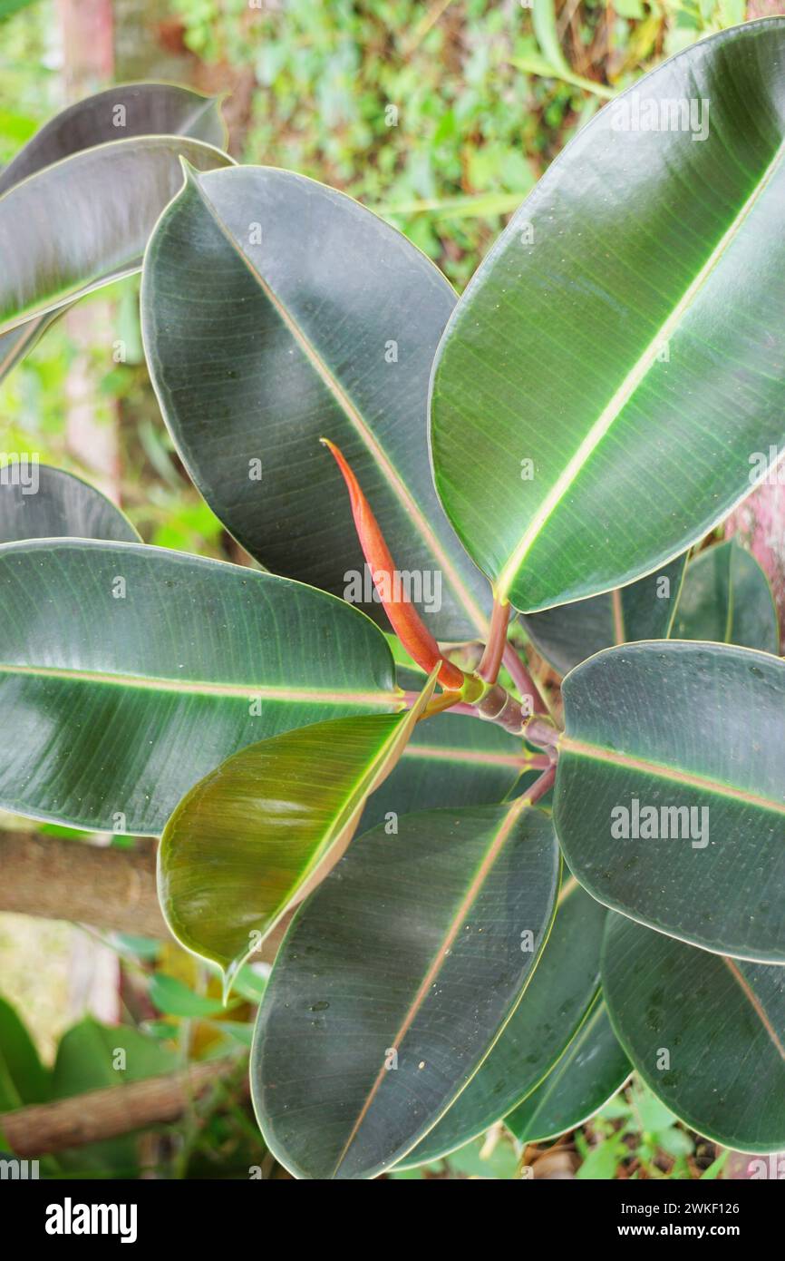 Ficus elastica (Also known as the rubber fig, rubber bush, rubber tree ...