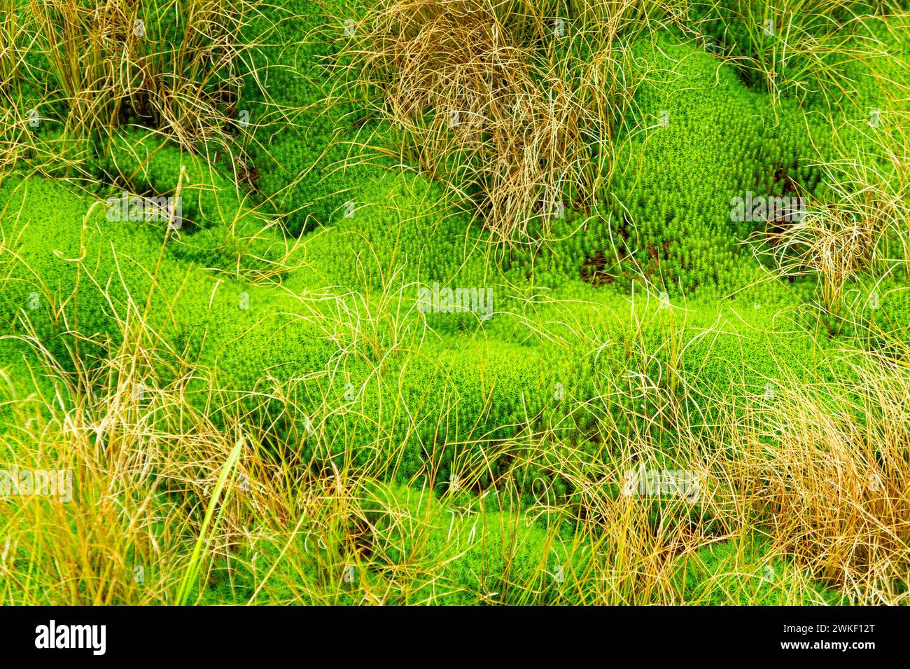 Wet peatland forest hi-res stock photography and images - Alamy