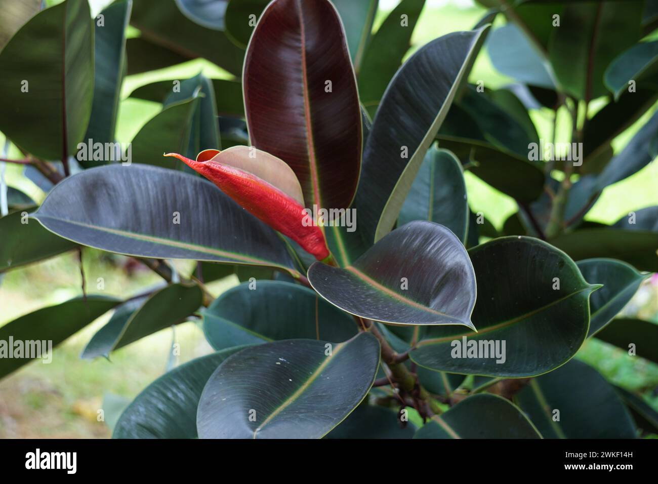 Ficus elastica (Also known as the rubber fig, rubber bush, rubber tree ...