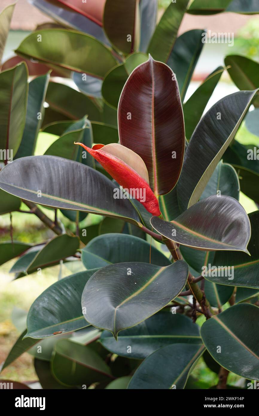 Ficus elastica (Also known as the rubber fig, rubber bush, rubber tree ...
