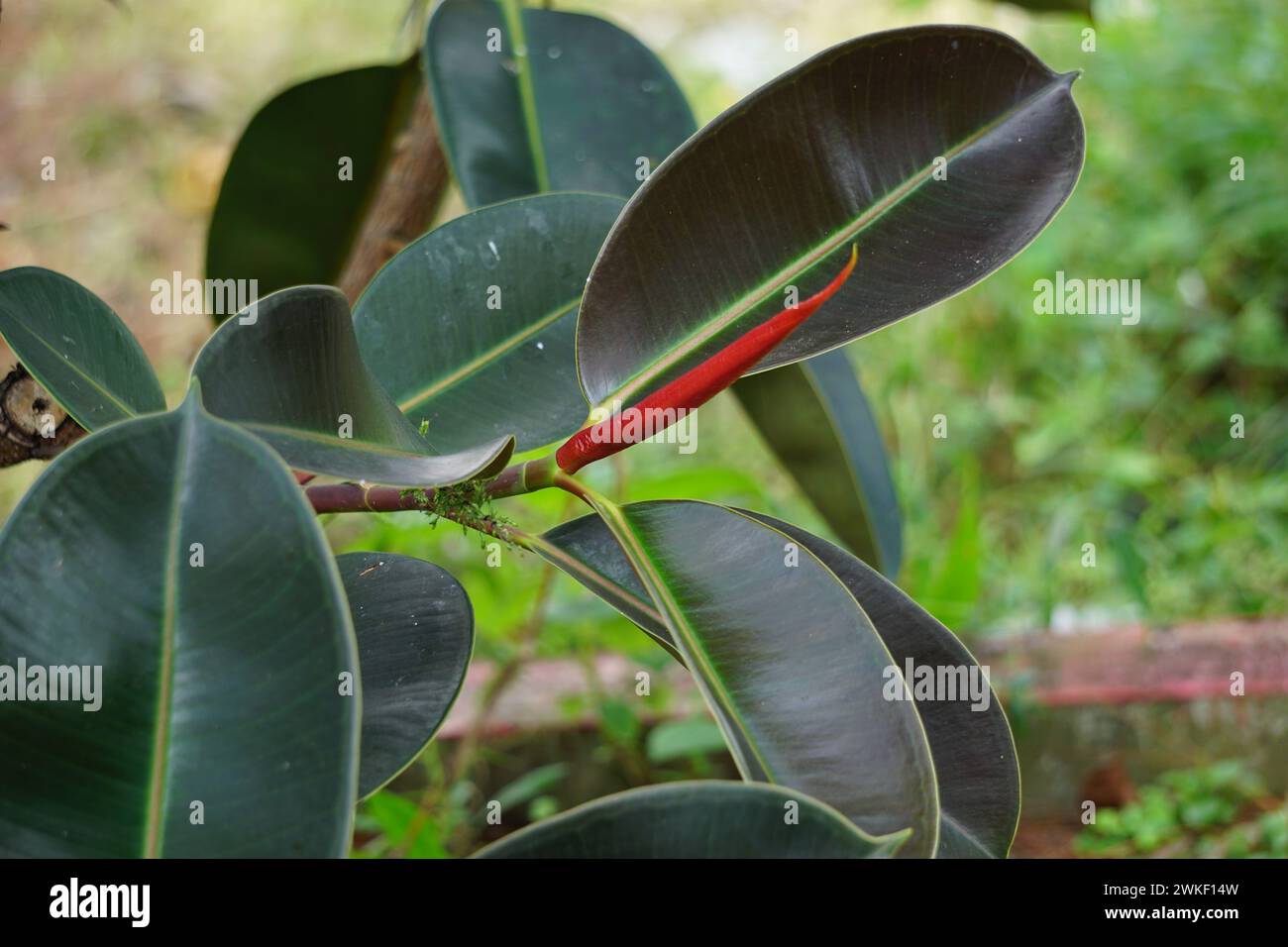 Ficus elastica (Also known as the rubber fig, rubber bush, rubber tree ...