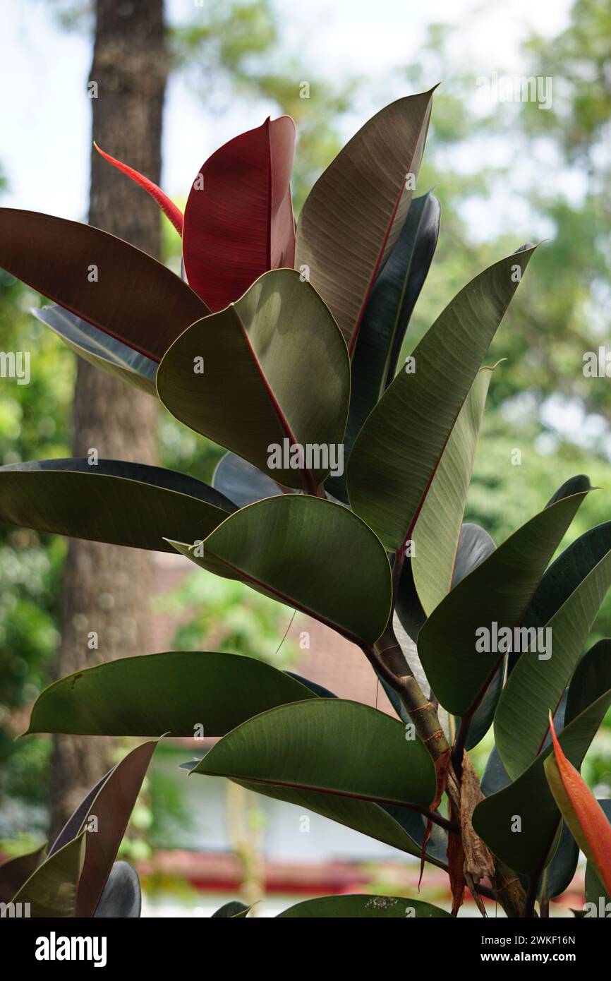 Ficus elastica (Also known as the rubber fig, rubber bush, rubber tree ...