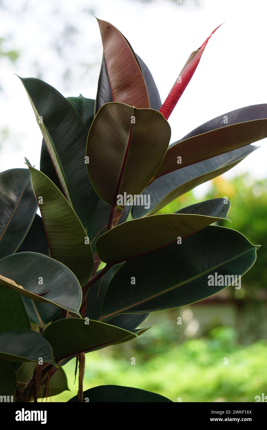 Ficus elastica (Also known as the rubber fig, rubber bush, rubber tree ...