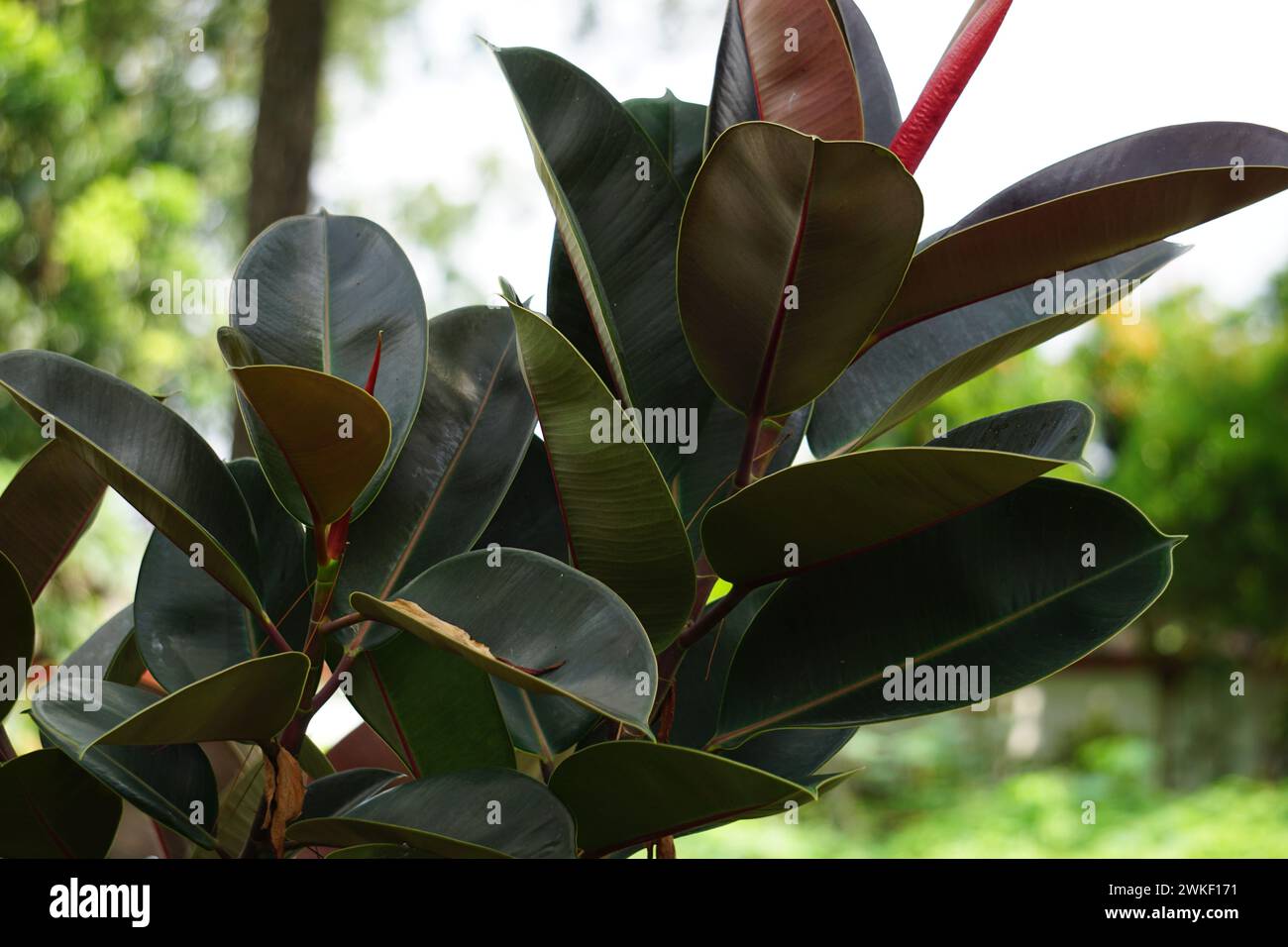 Ficus elastica (Also known as the rubber fig, rubber bush, rubber tree ...