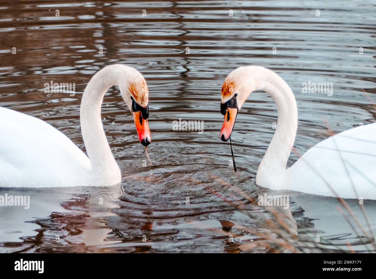 Pair of swans Stock Photo - Alamy