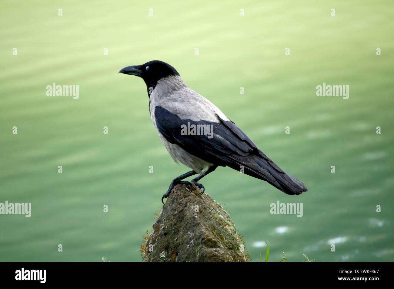 Crow perched on a pointed rock, its slim body and folded wings standing ...