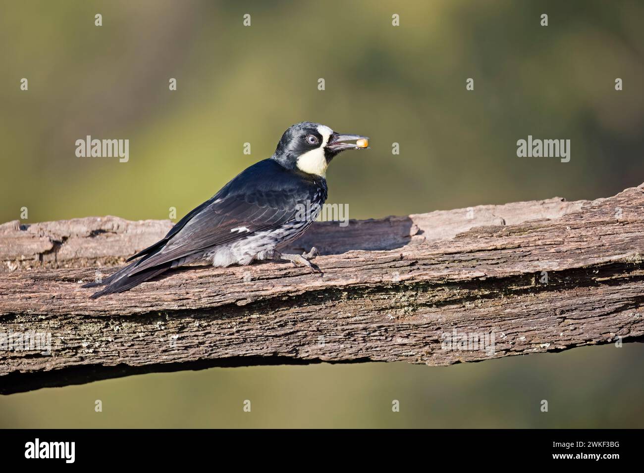 Female Acorn Woodpecker Colombia Stock Photo - Alamy
