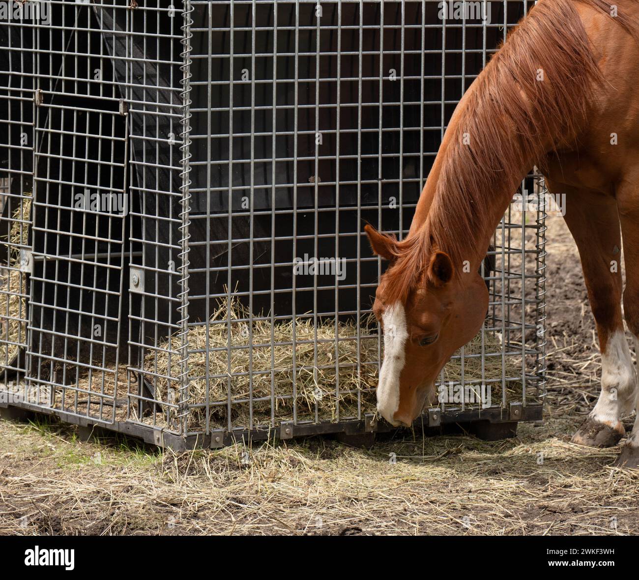horse eating hay outside from metal slow feeder cage chestnut color ...