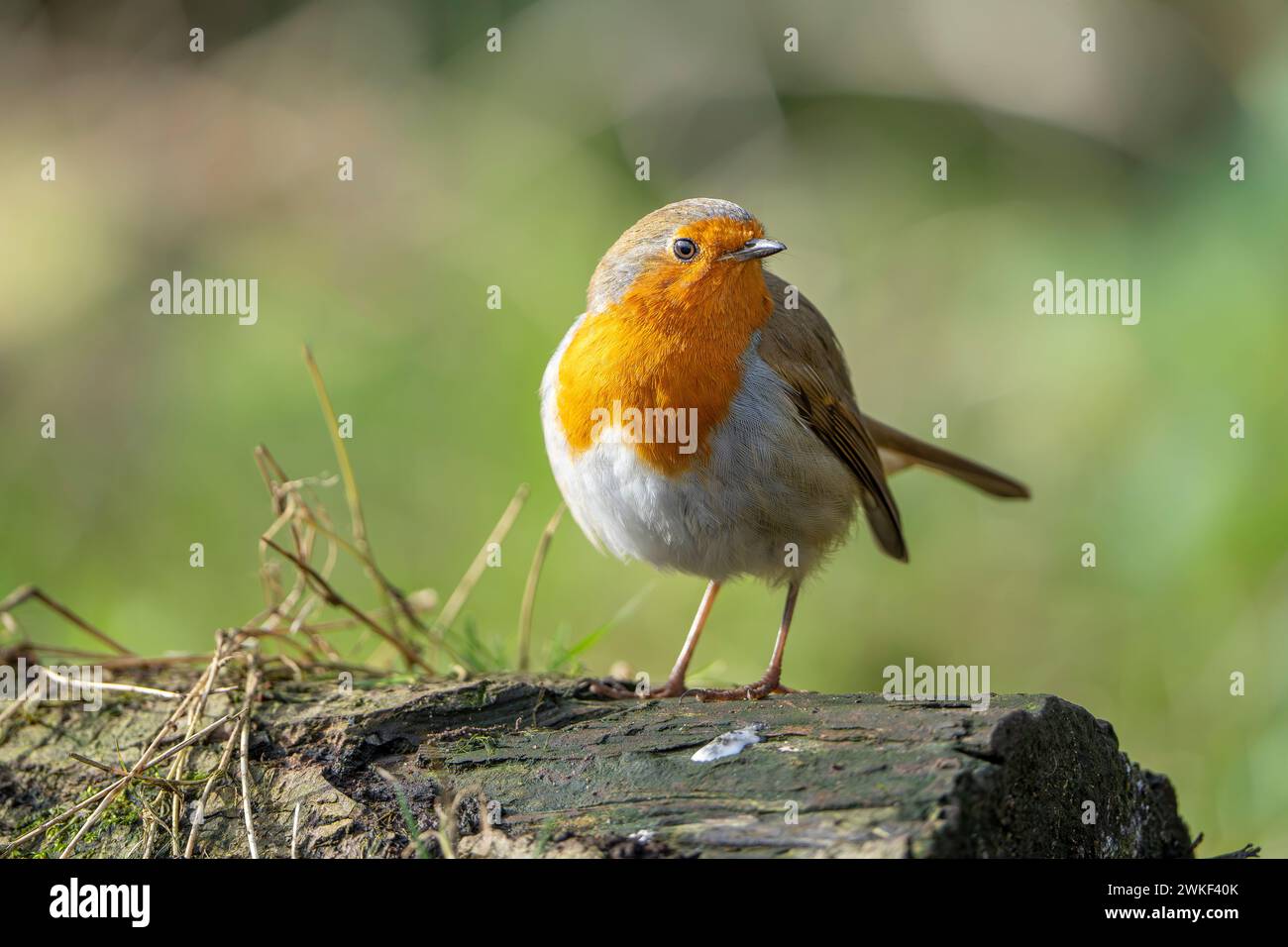 Enjoying the winter sunshine hi-res stock photography and images - Alamy