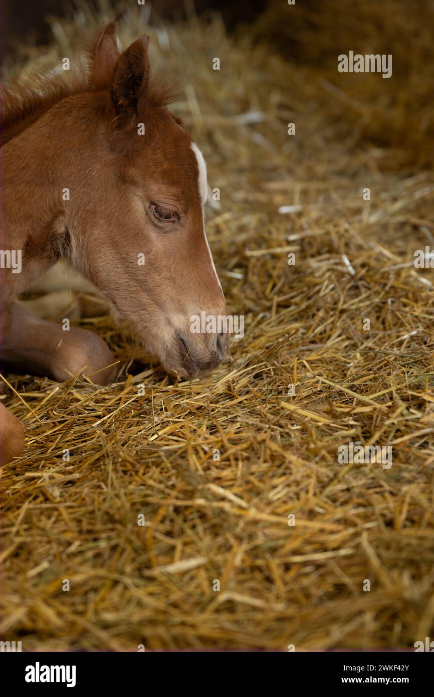 Equine bedding hi-res stock photography and images - Alamy