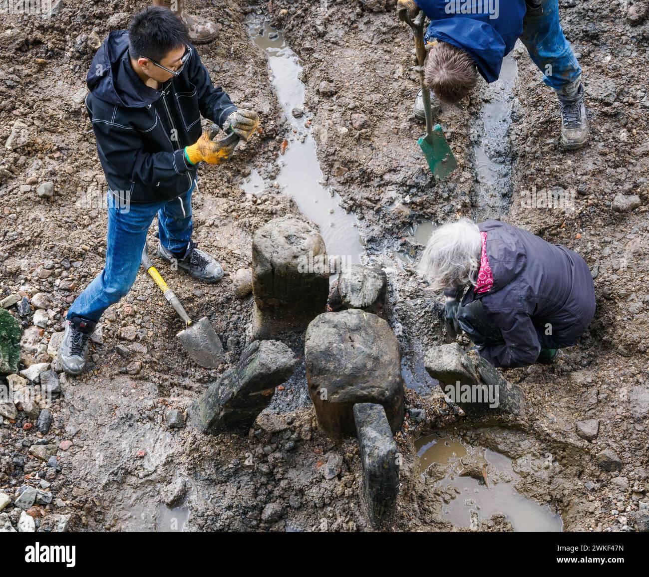 A group of archaeologists excavating old wharf piles at low tide on the ...