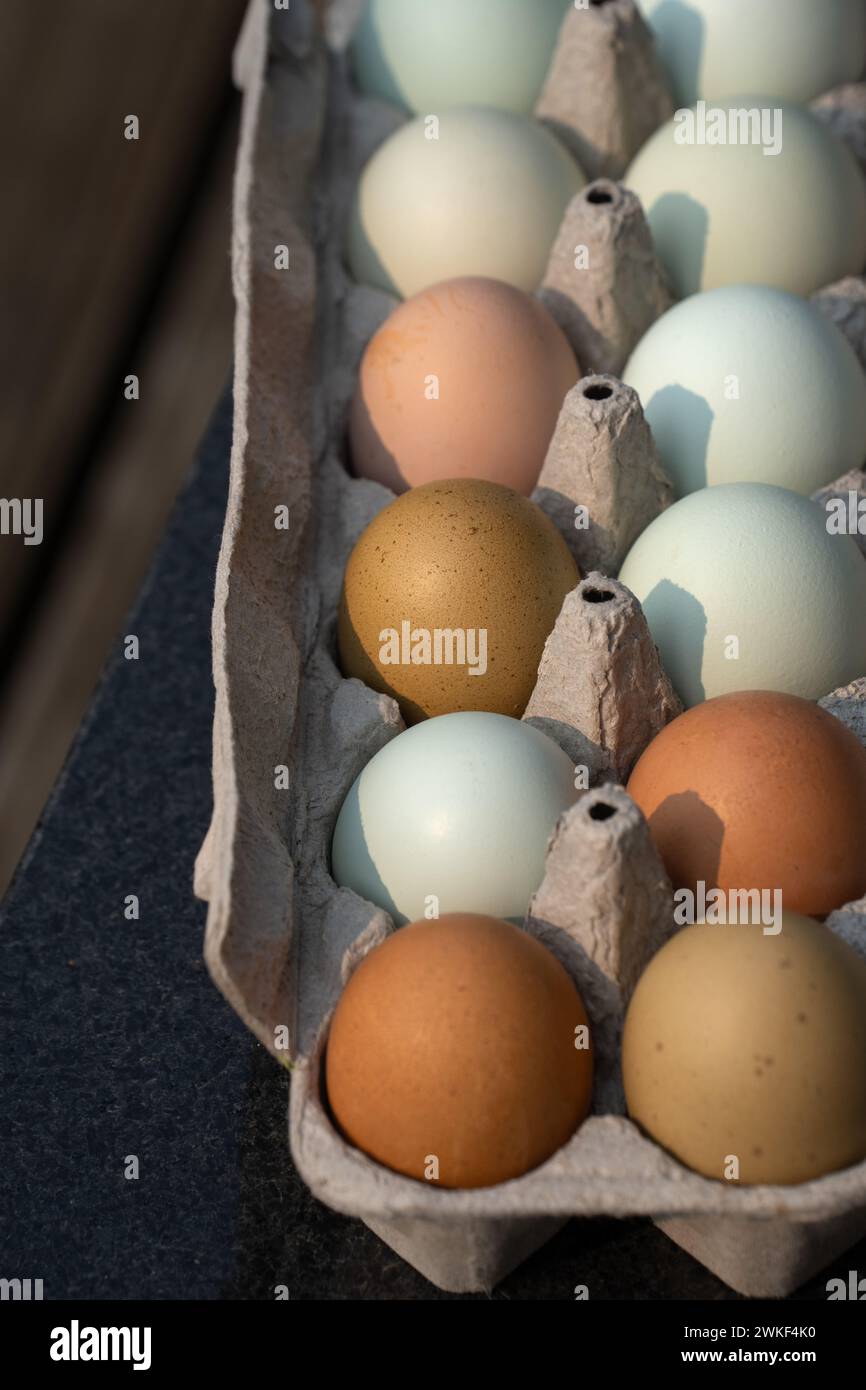 brown and blue eggs in egg carton close up healthy nutritious organic ...
