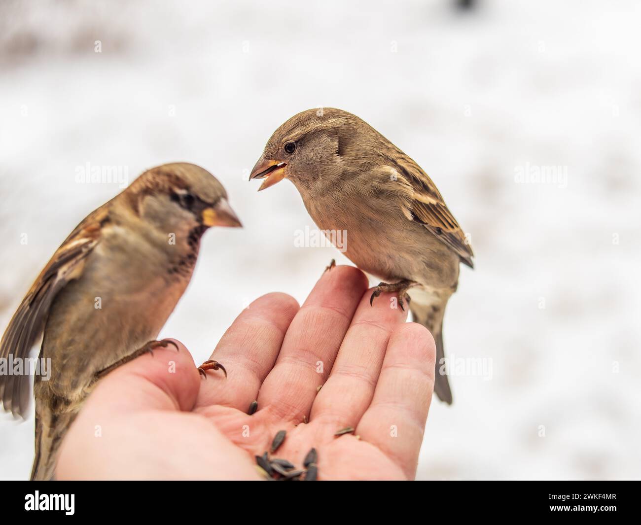 A sparrow sits on a man's hand and eats seeds. Taking care of birds in ...