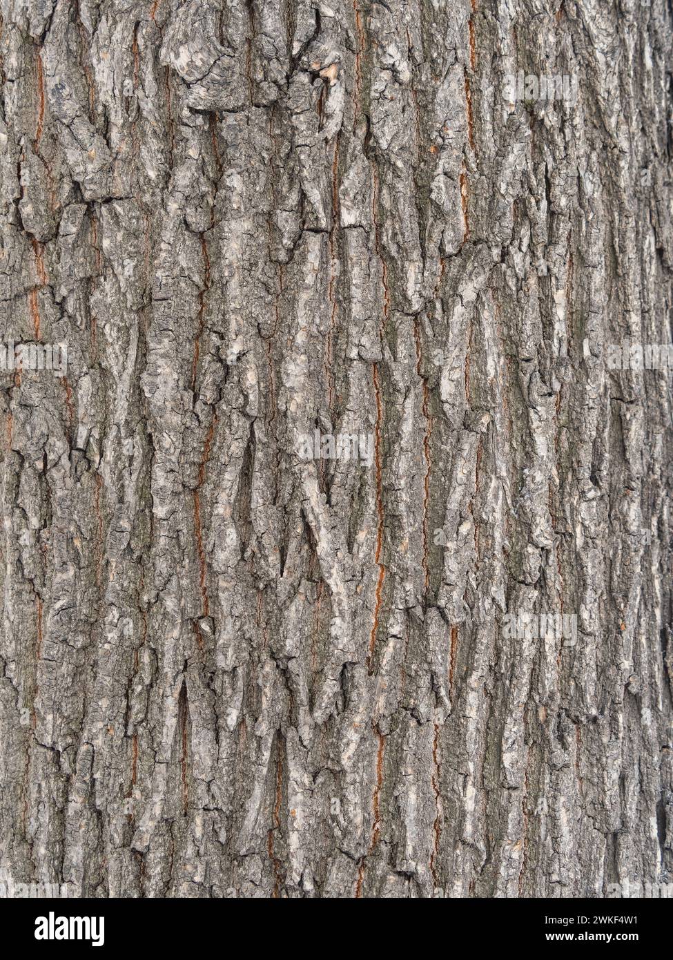 The texture of the bark of an old willow. Detailed bark texture ...