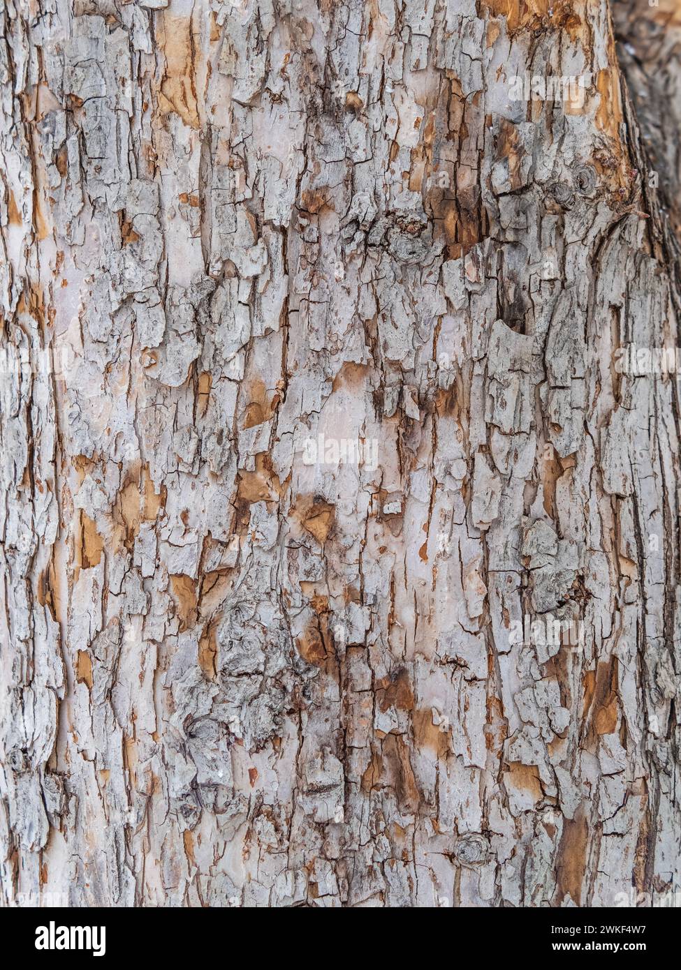 The texture of the bark of an old apple tree. Detailed bark texture ...
