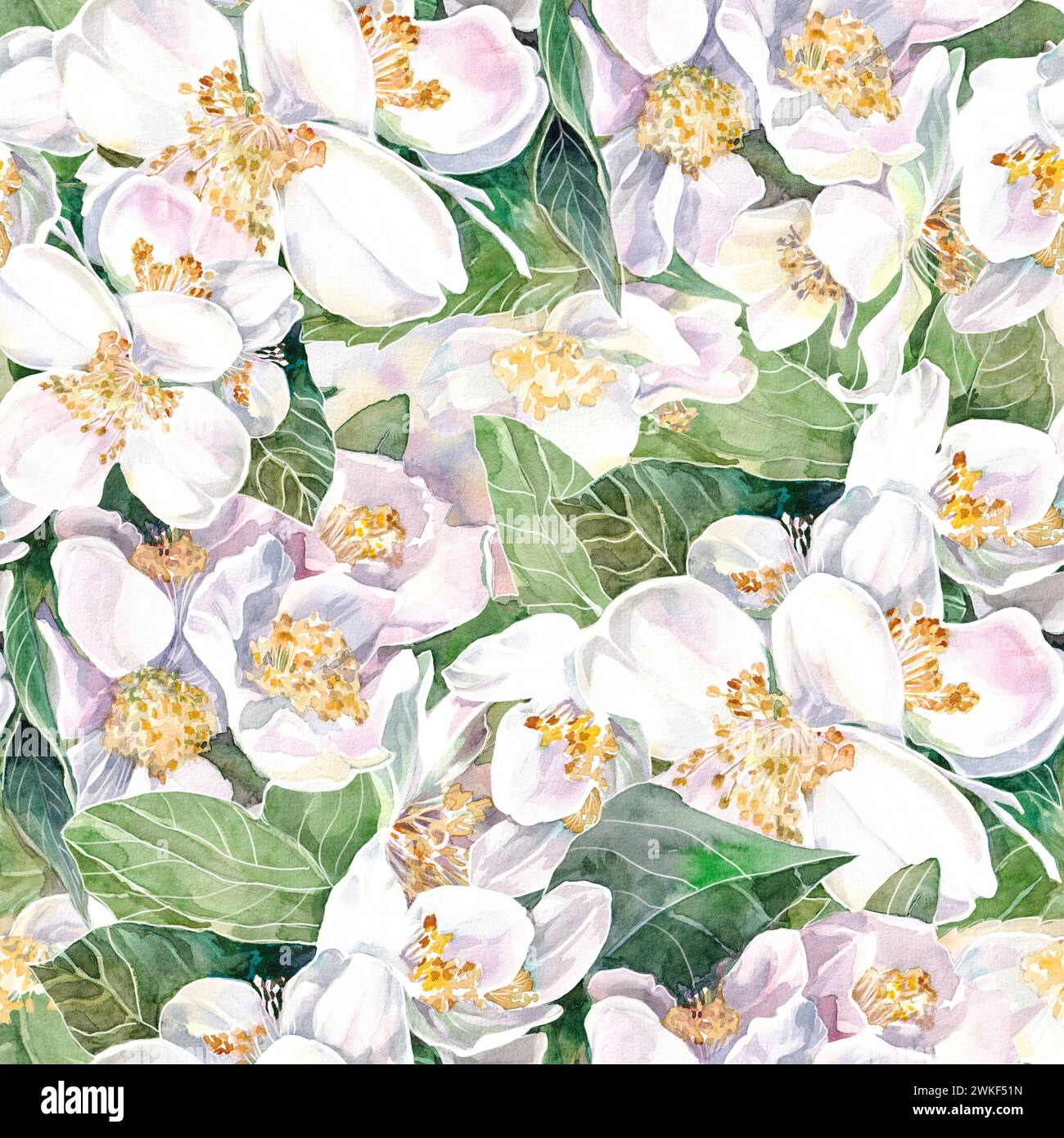 White jasmine flowers watercolor hi-res stock photography and images ...