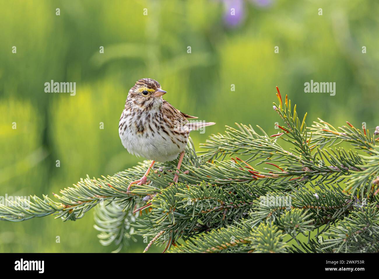 Passerculus sandwichensis bird nature wildlife hi-res stock photography ...