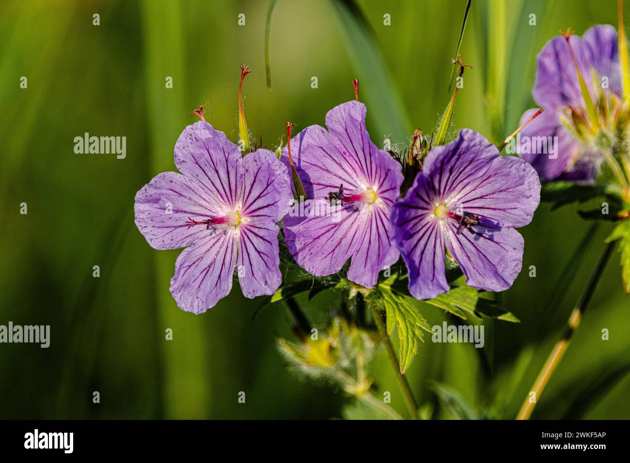 Wild flowers of alaska hi-res stock photography and images - Alamy