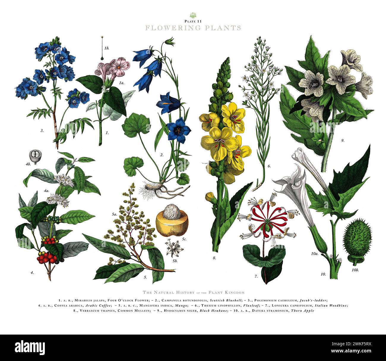 Herbaceous and Flowering Plants, Plant Kingdom, Victorian Botanical ...