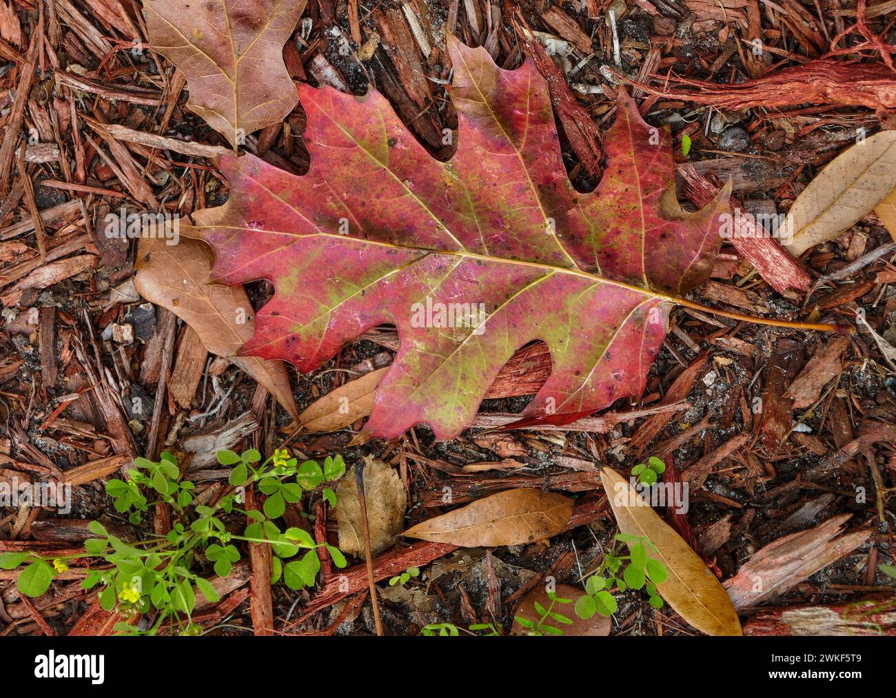 Fall leaf on ground in North Florida Stock Photo - Alamy