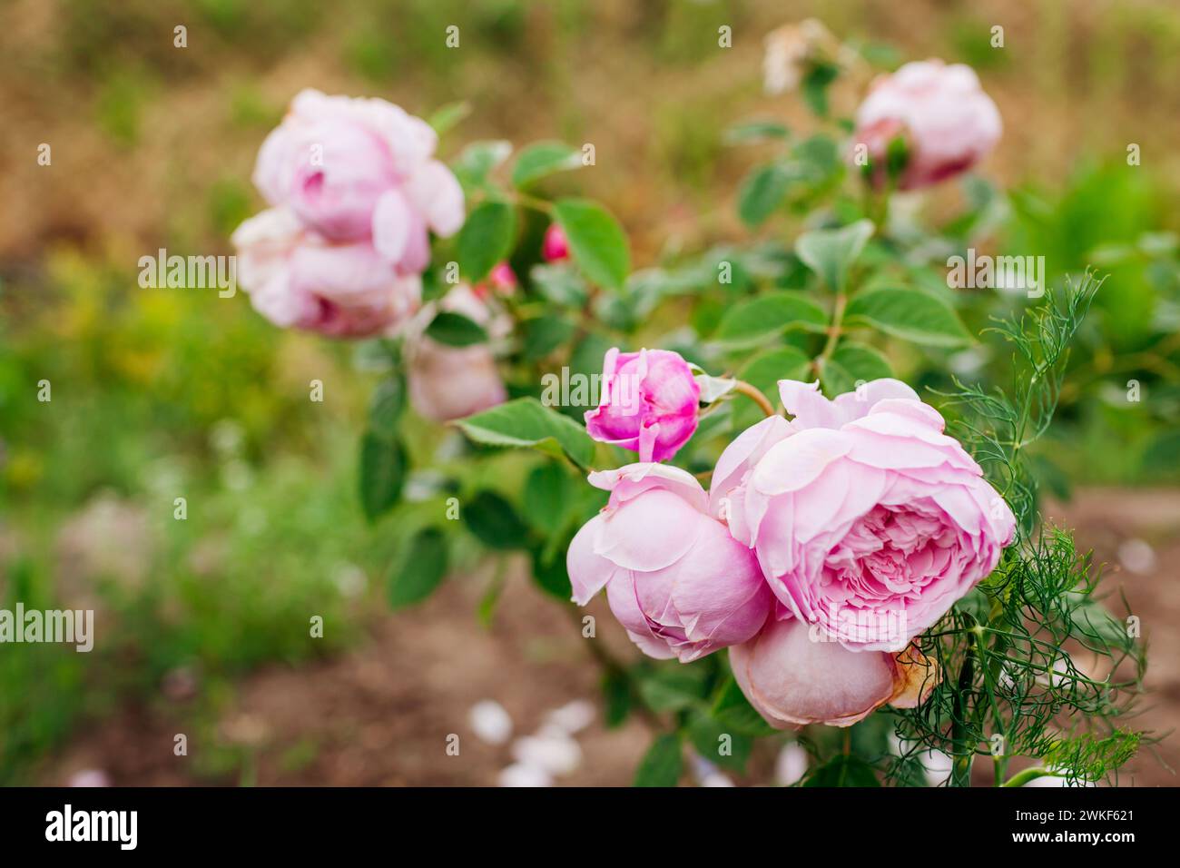 Spirit of freedom rose blooming in summer garden. Pink flowers on ...