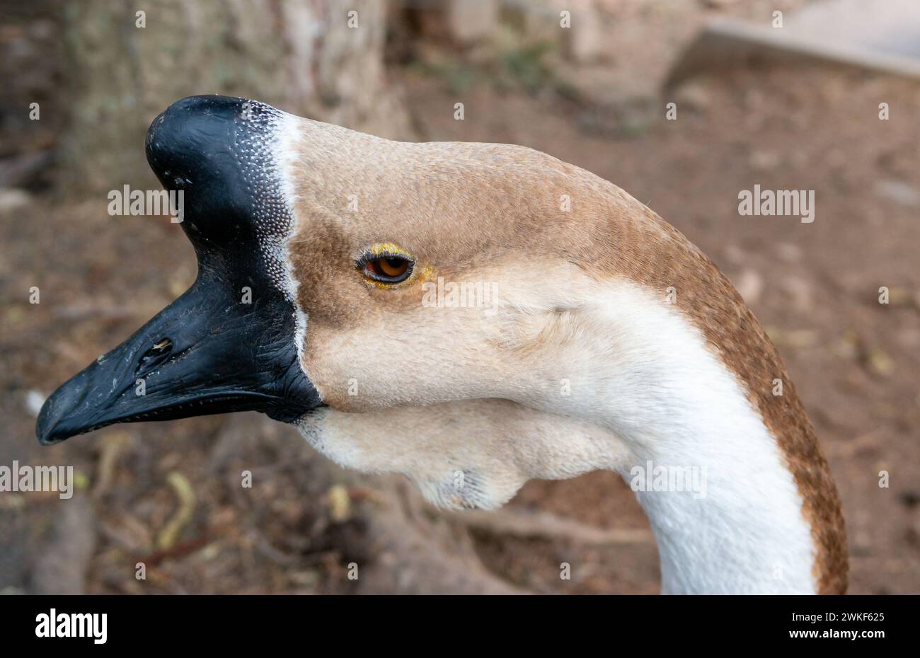 Portrait Humpback goose black beak and gray feathers Stock Photo - Alamy