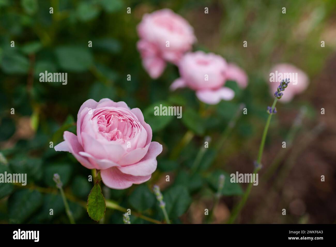 Pink Queen of Sweden rose blooming in summer garden by blue lavender ...