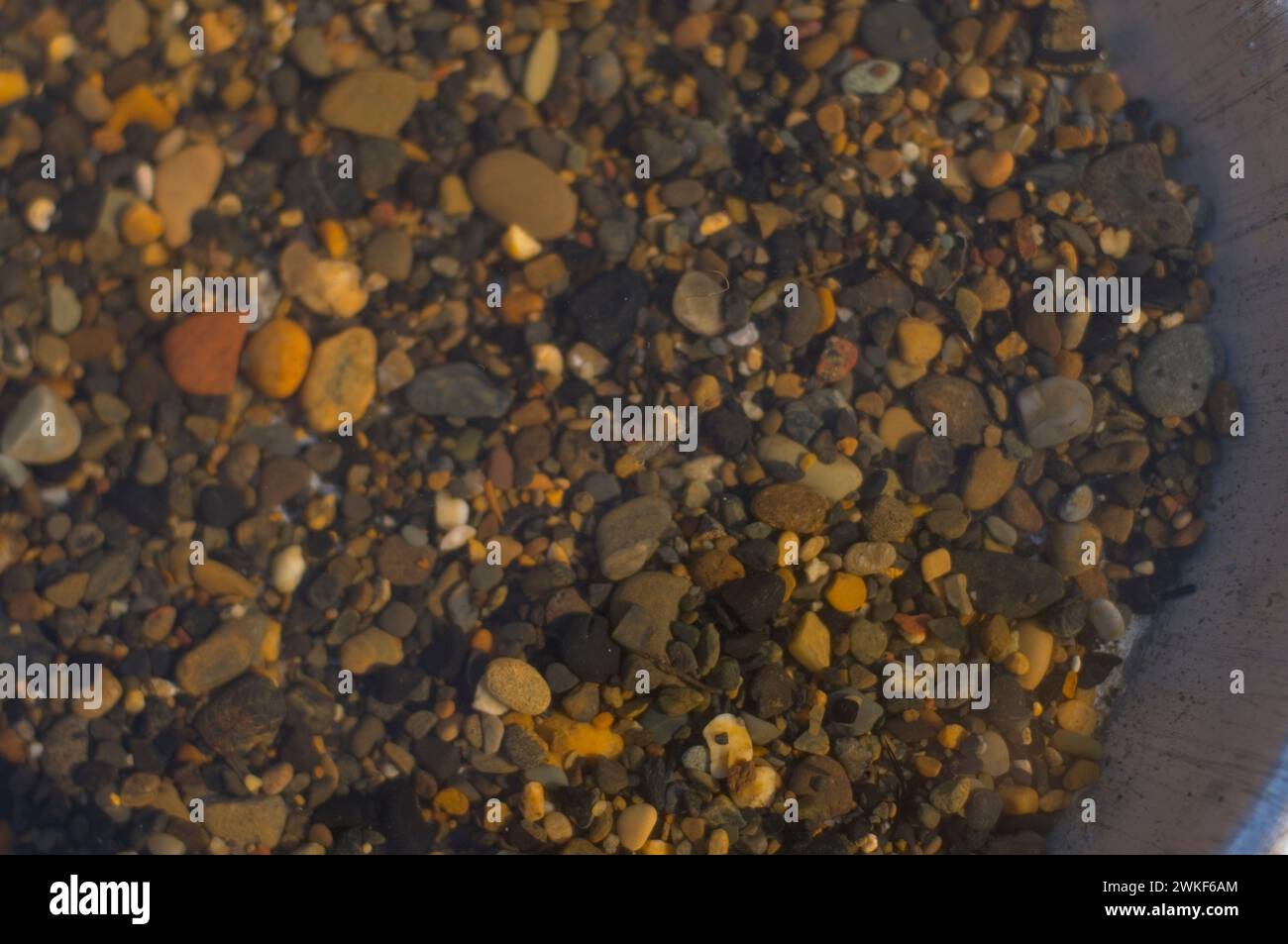 Arctic marine food web hi-res stock photography and images - Alamy