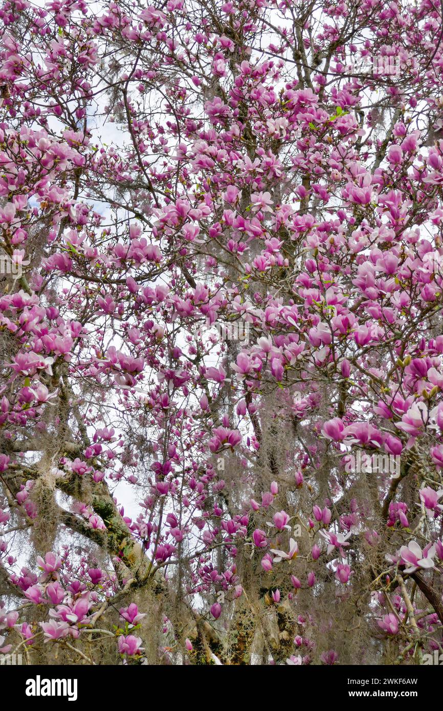 This is the Saucer Magnolia or Magnolia X Soulangeana...Also known as ...