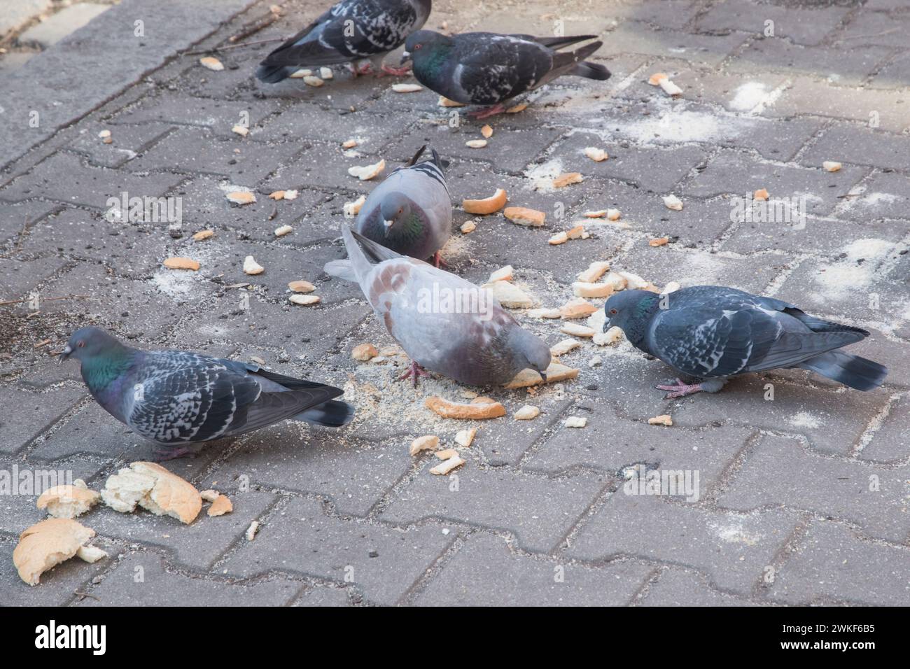 City pigeons eating bread on street pavement Stock Photo - Alamy