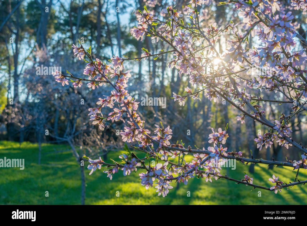 Almond trees in old hi-res stock photography and images - Alamy