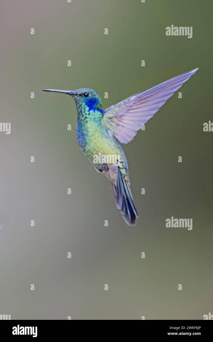 Sparkling Violetear in flight taken without flash in Colombia South ...