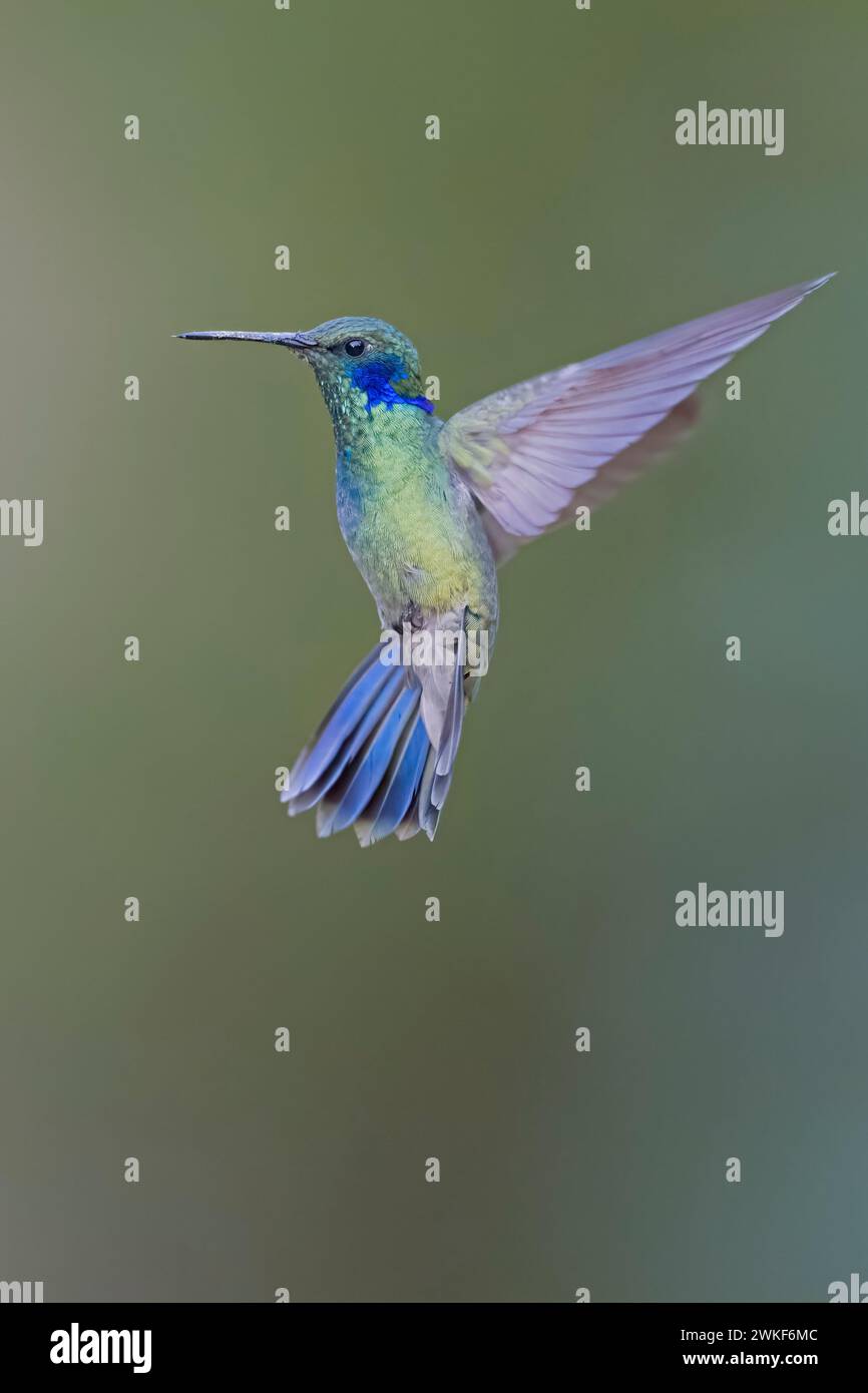 Sparkling Violetear in flight taken without flash in Colombia South ...
